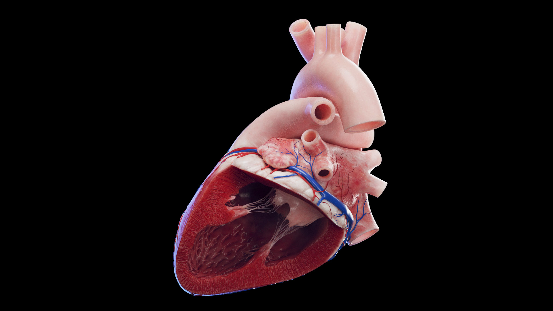 Medically accurate lateral cross-section of the Human Heart II Animated ...