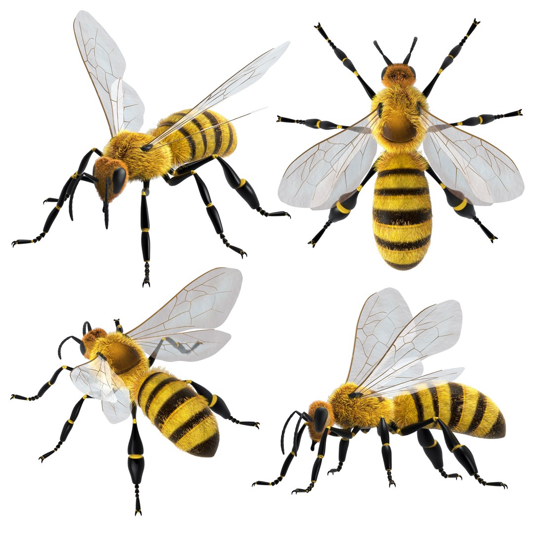 Bee 3D Model - TurboSquid 1474247