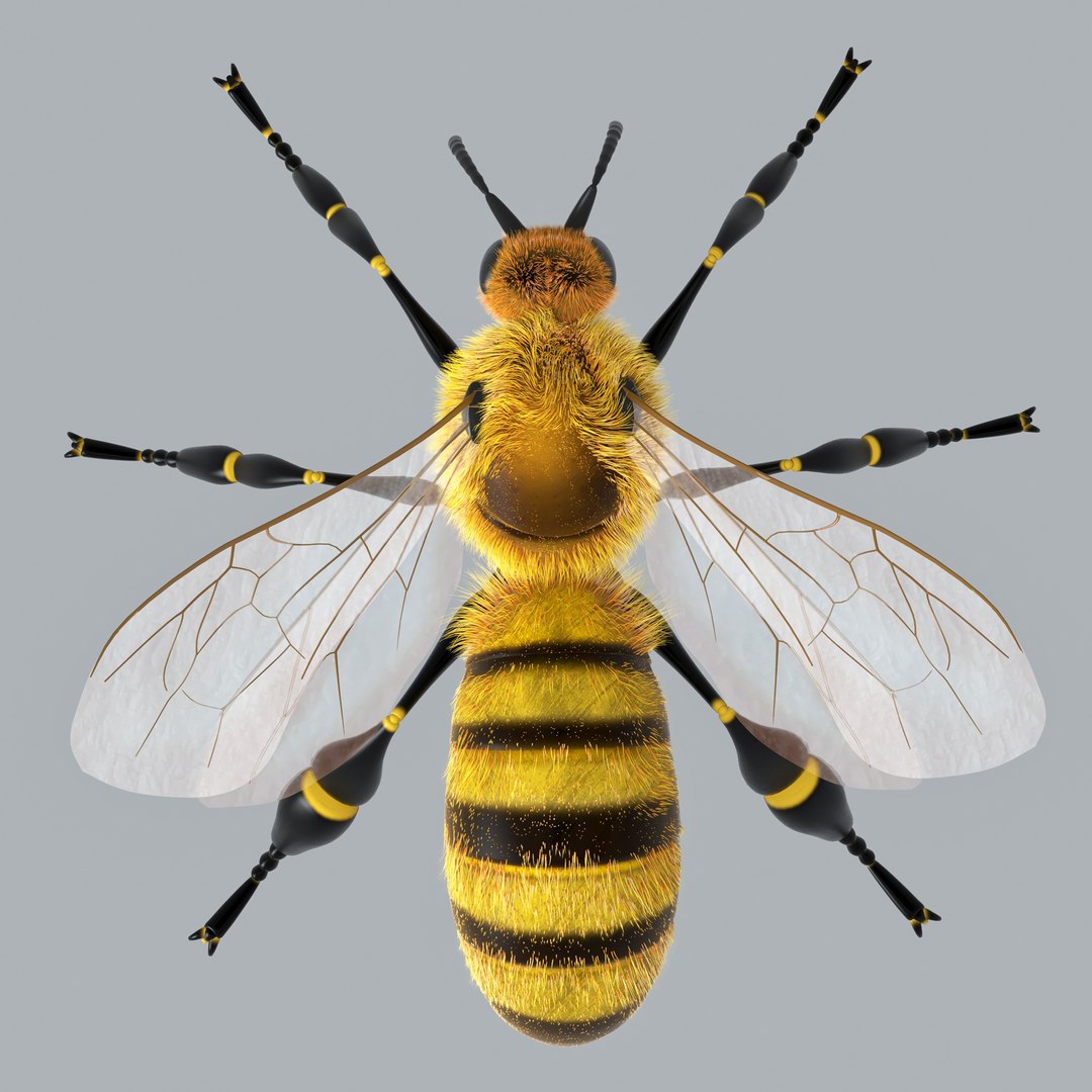 Bee 3D Model - TurboSquid 1474247