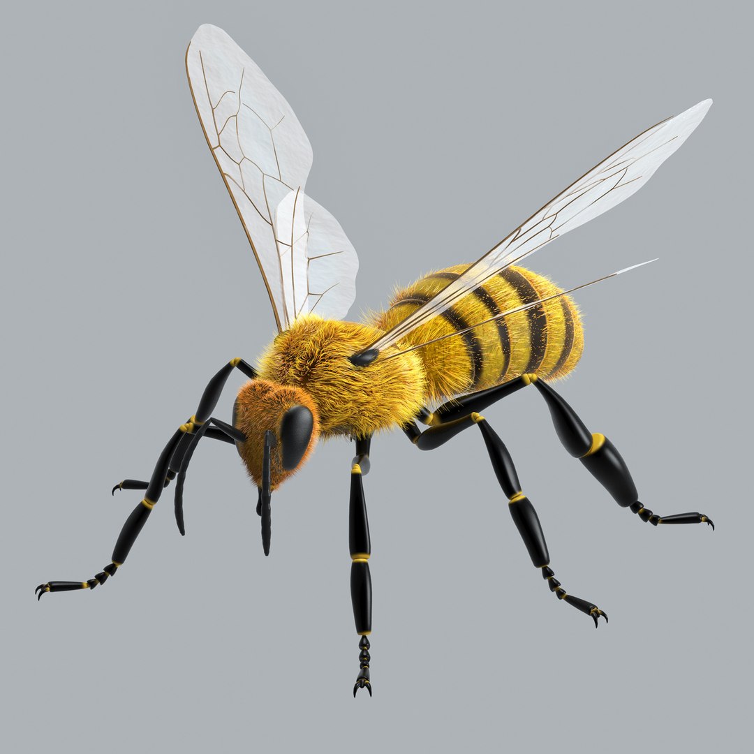 Bee 3D Model - TurboSquid 1474247