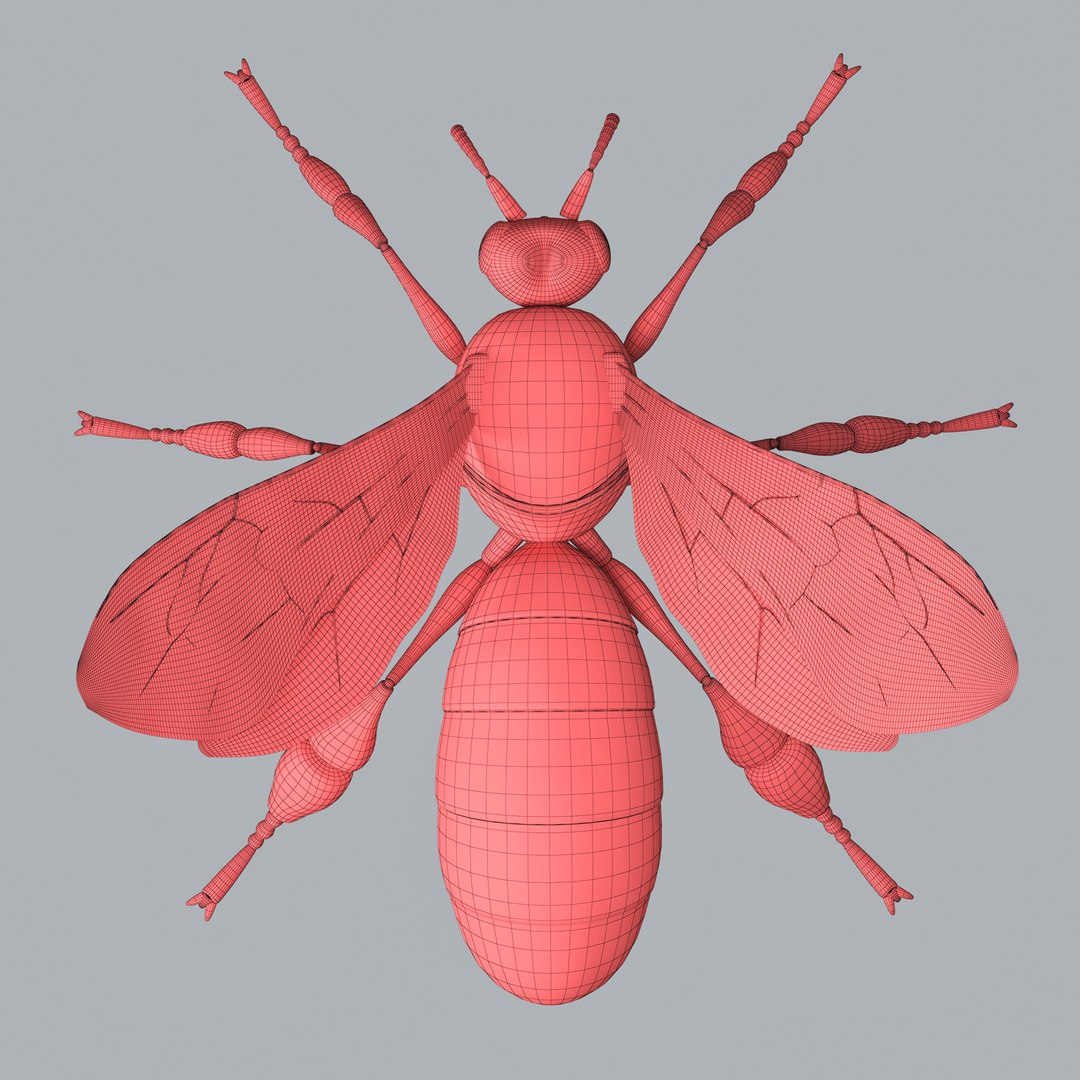 Bee 3D Model - TurboSquid 1474247
