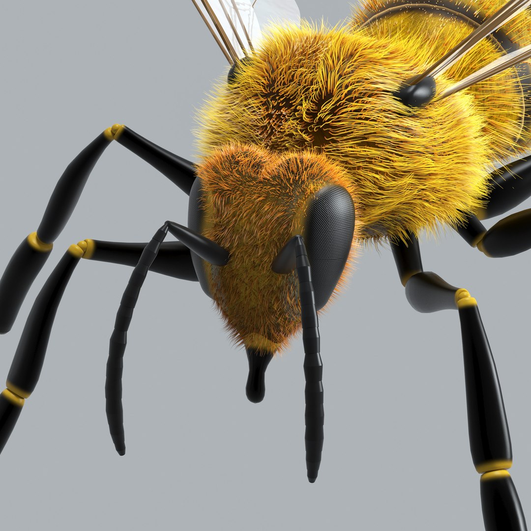 Bee 3D Model - TurboSquid 1474247