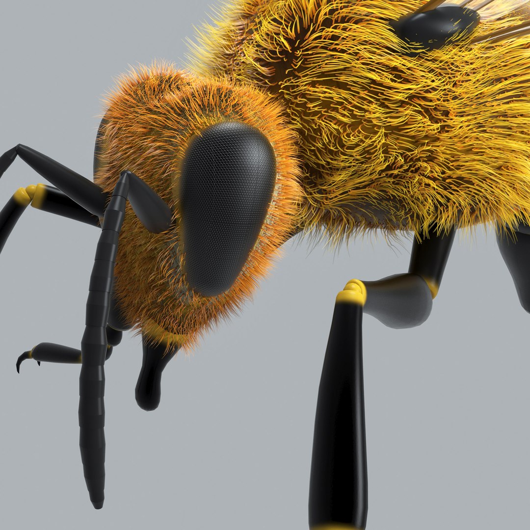 Bee 3D Model - TurboSquid 1474247