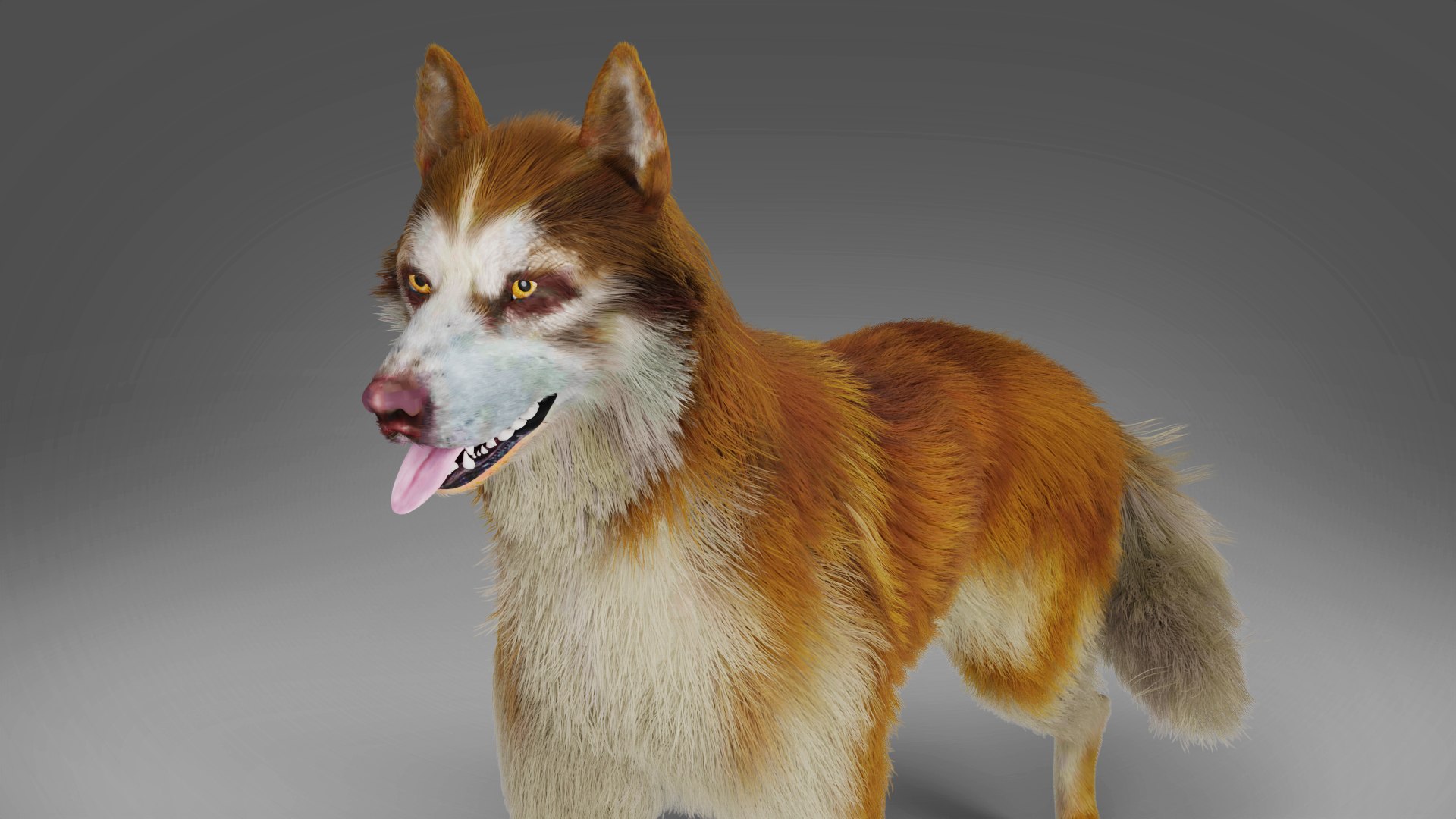 Fur Red Wolf NO Rigged In Blender 3D - TurboSquid 1987851