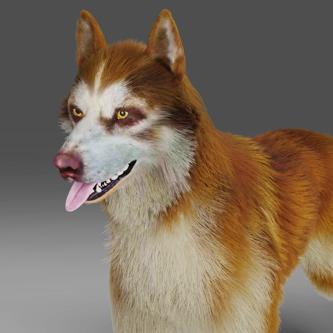 Fur Red Wolf NO Rigged In Blender 3D - TurboSquid 1987851