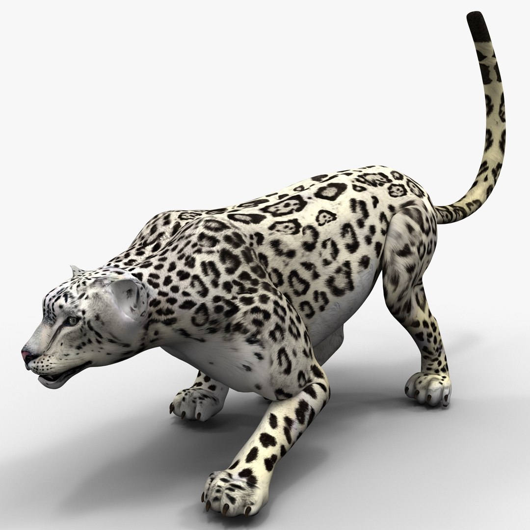 Snow Leopard Pose 1 3d Model