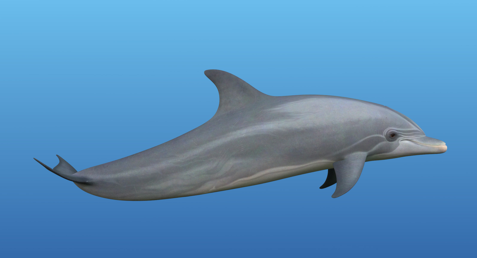 3d Bottlenose Dolphin Rigged