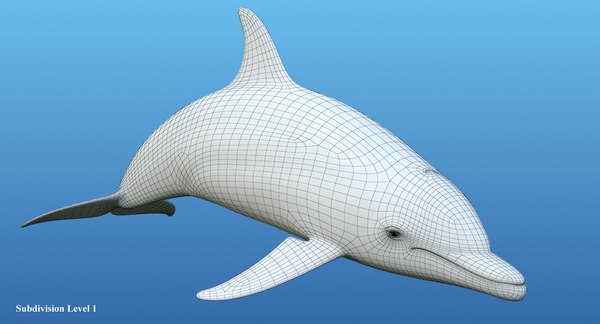 3d bottlenose dolphin rigged