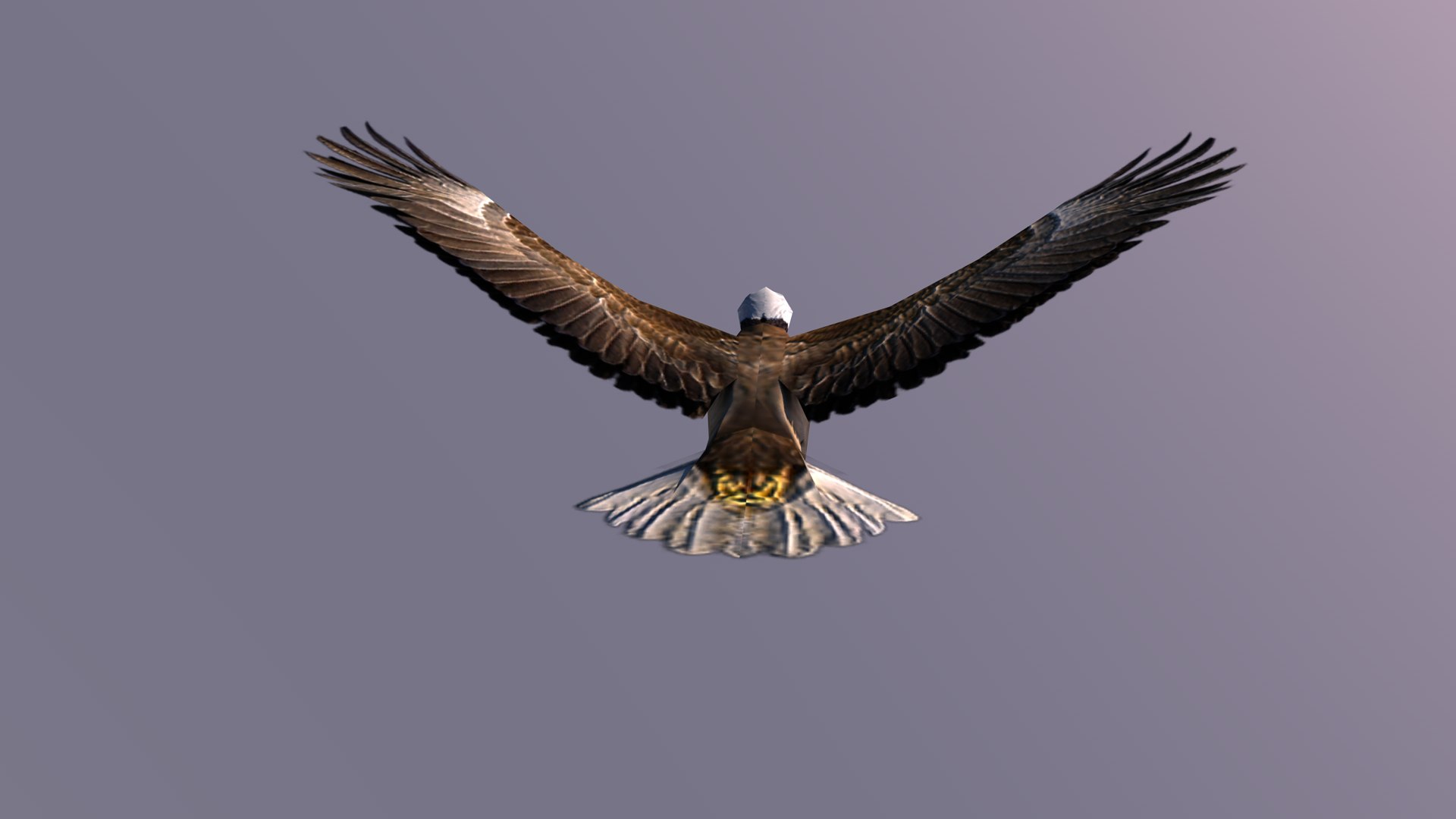 Eagle Animations 3D Model - TurboSquid 1793595