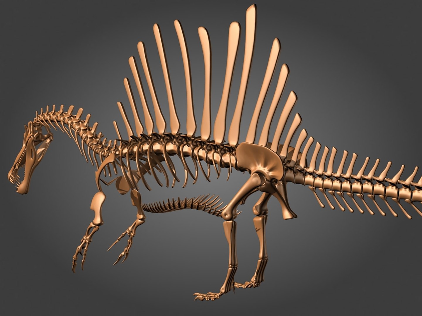 3d New Spinosaurus Skeleton Model