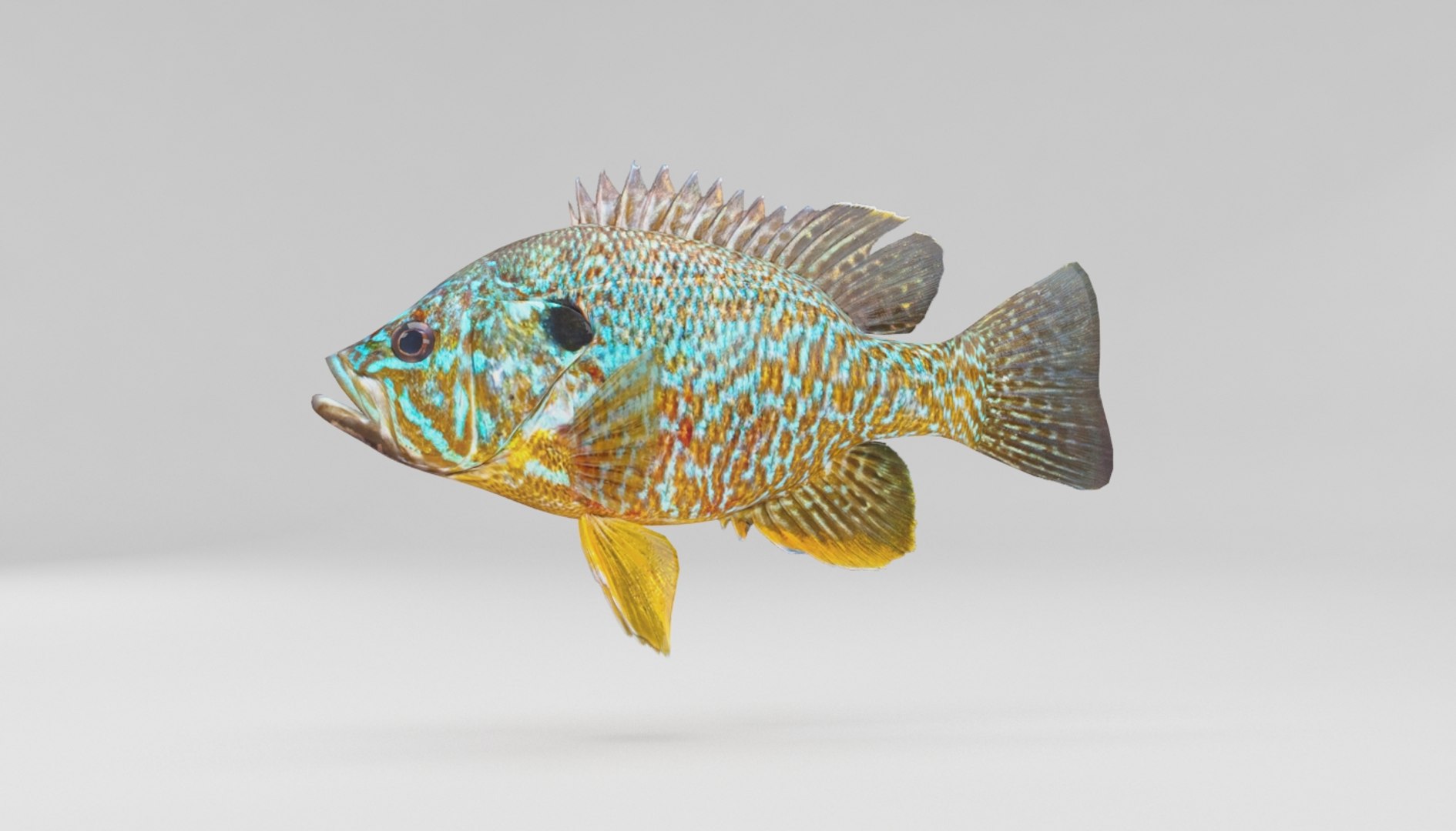 pumpkinseed sunfish fish 3d max