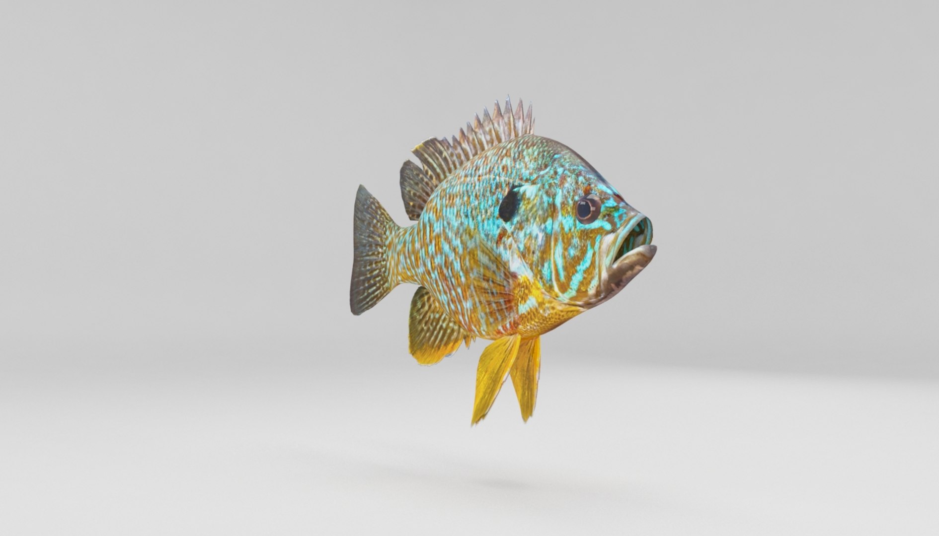 pumpkinseed sunfish fish 3d max