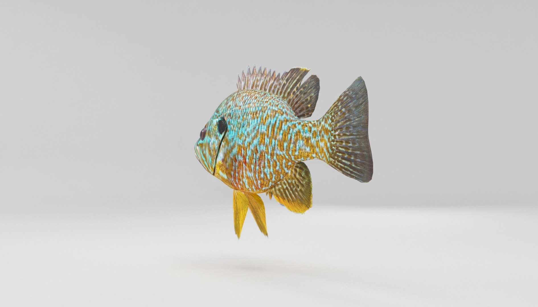 pumpkinseed sunfish fish 3d max