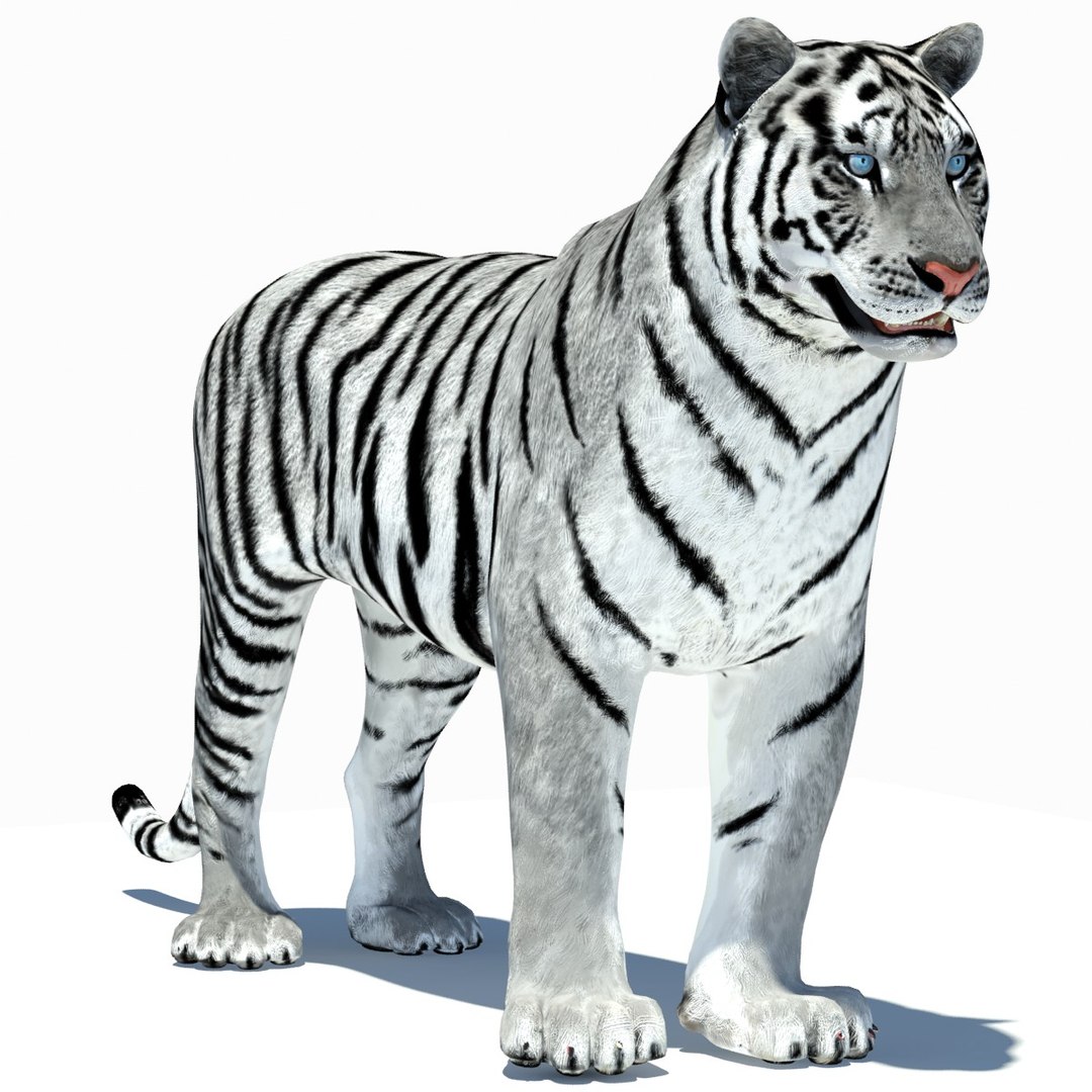 Max Tiger Amur White Animation