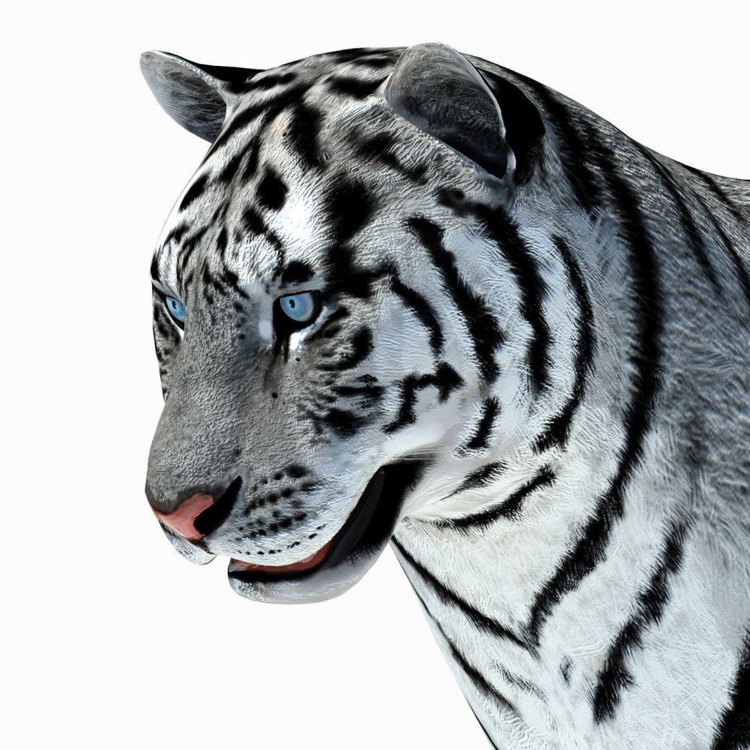 Max Tiger Amur White Animation