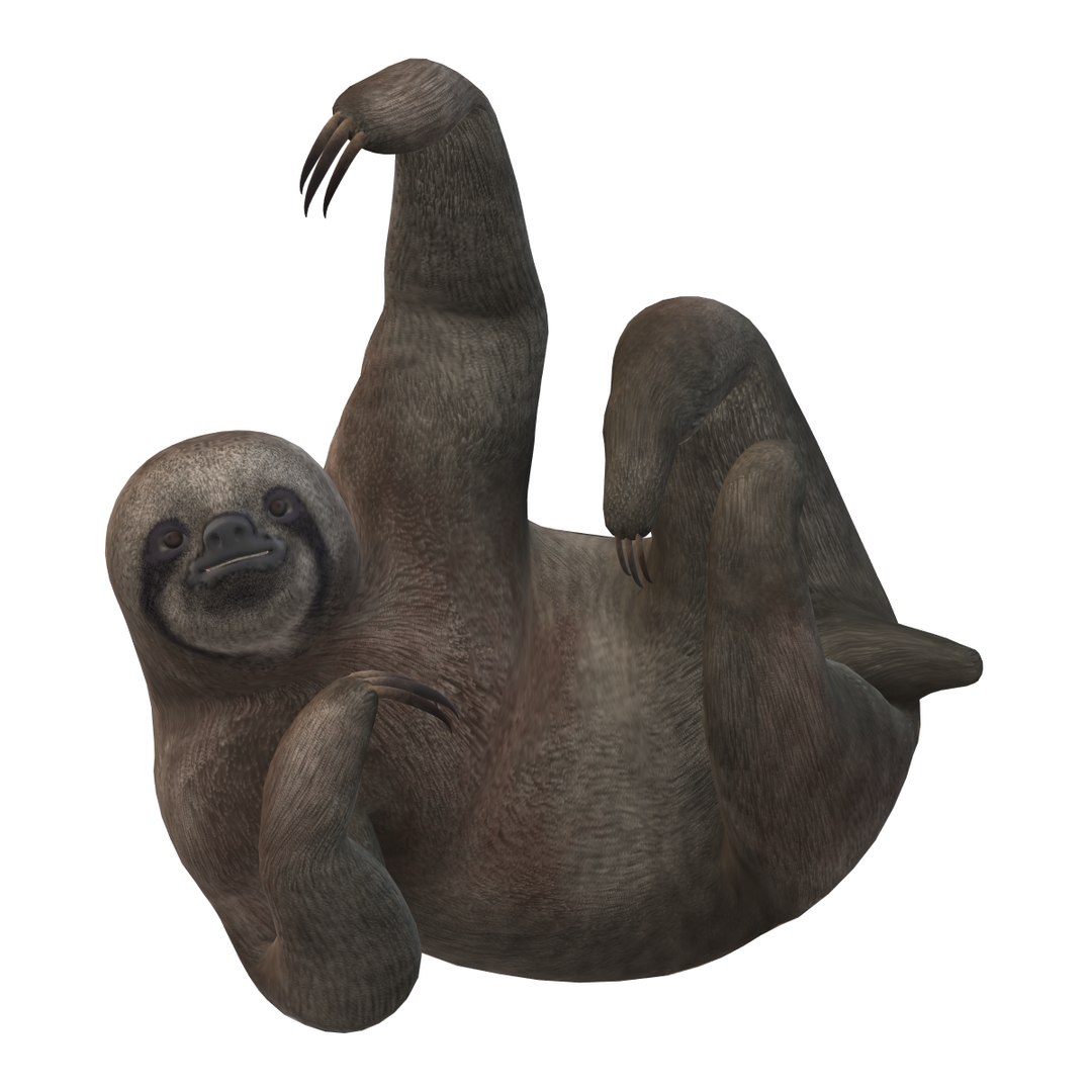 Sloth 3D Model - TurboSquid 2303143