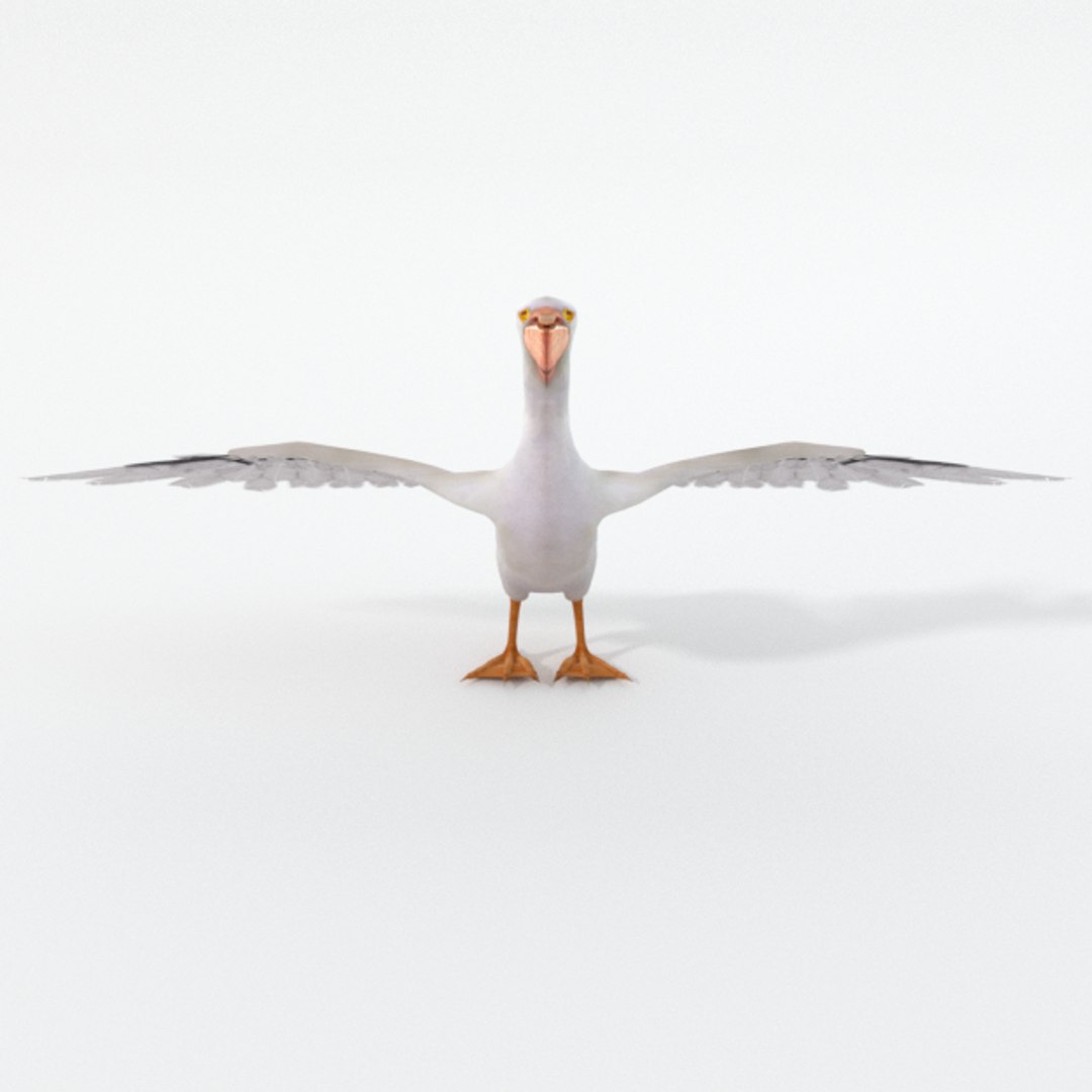 Pelican 3D Model - TurboSquid 1346810