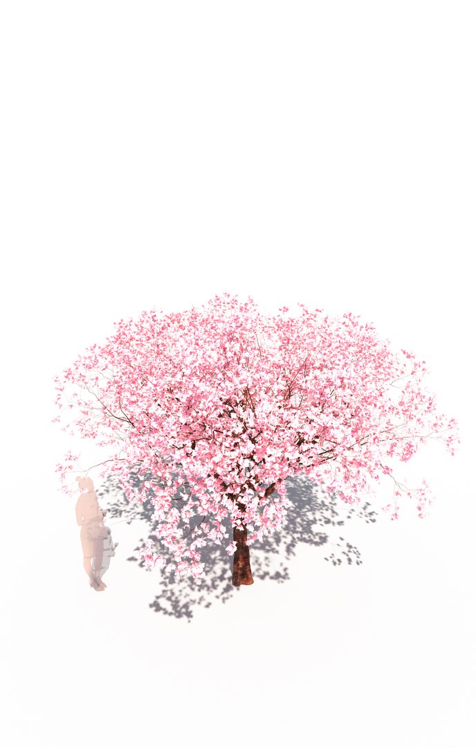 3D Cherry Tree Flowering Prunus Avium D Model - TurboSquid 1779573