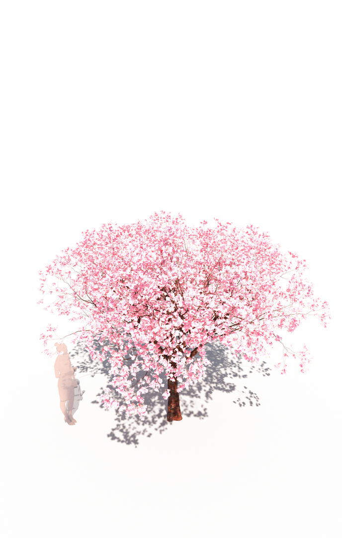 3D cherry tree flowering prunus avium D model - TurboSquid 1779573