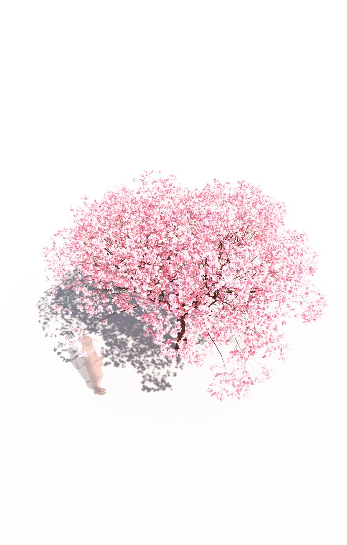 3D Cherry Tree Flowering Prunus Avium D Model - TurboSquid 1779573