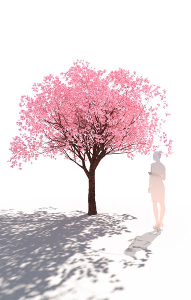 벚꽃 개화 벚나무 avium D 3D 모델 - TurboSquid 1779573
