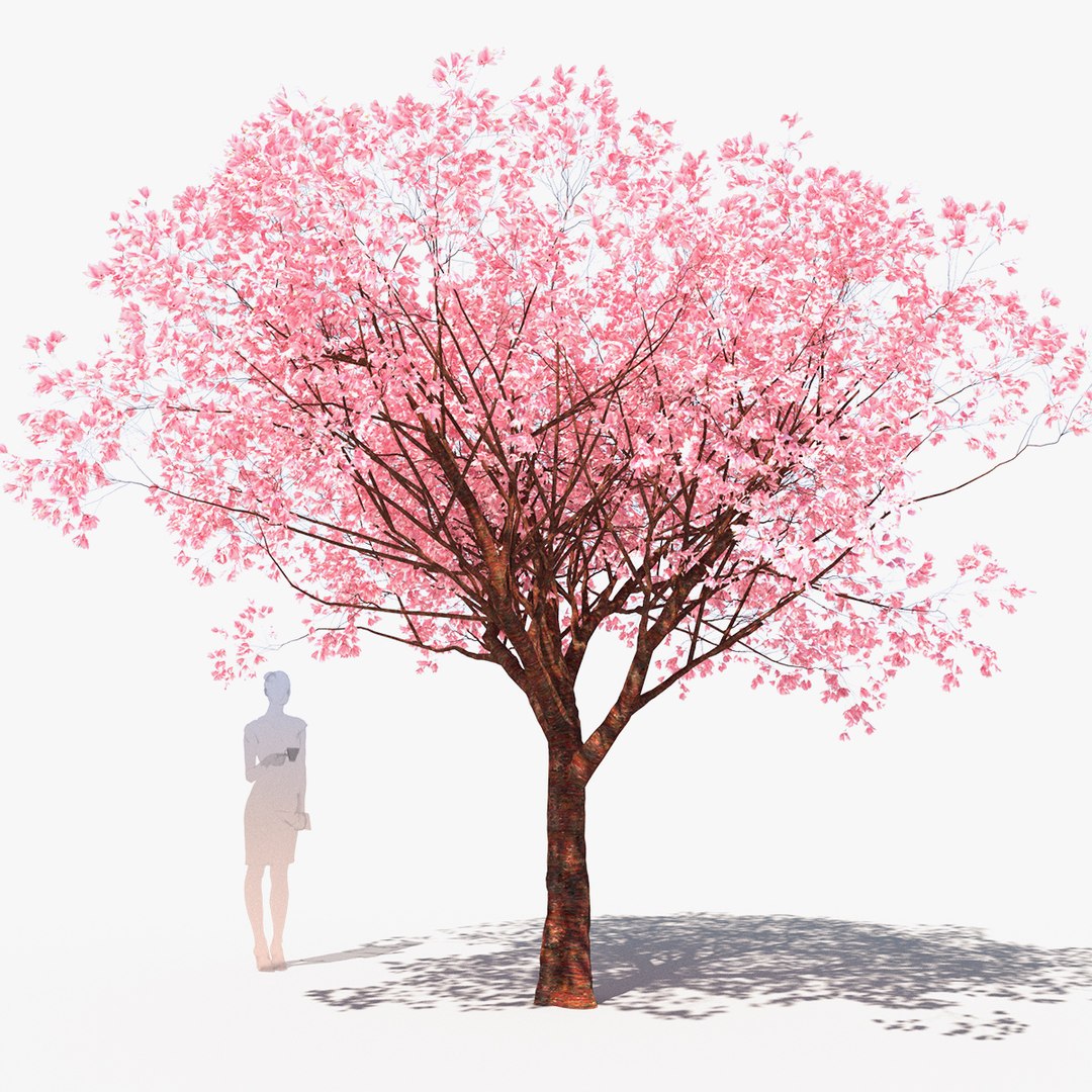 3D cherry tree flowering prunus avium D model - TurboSquid 1779573