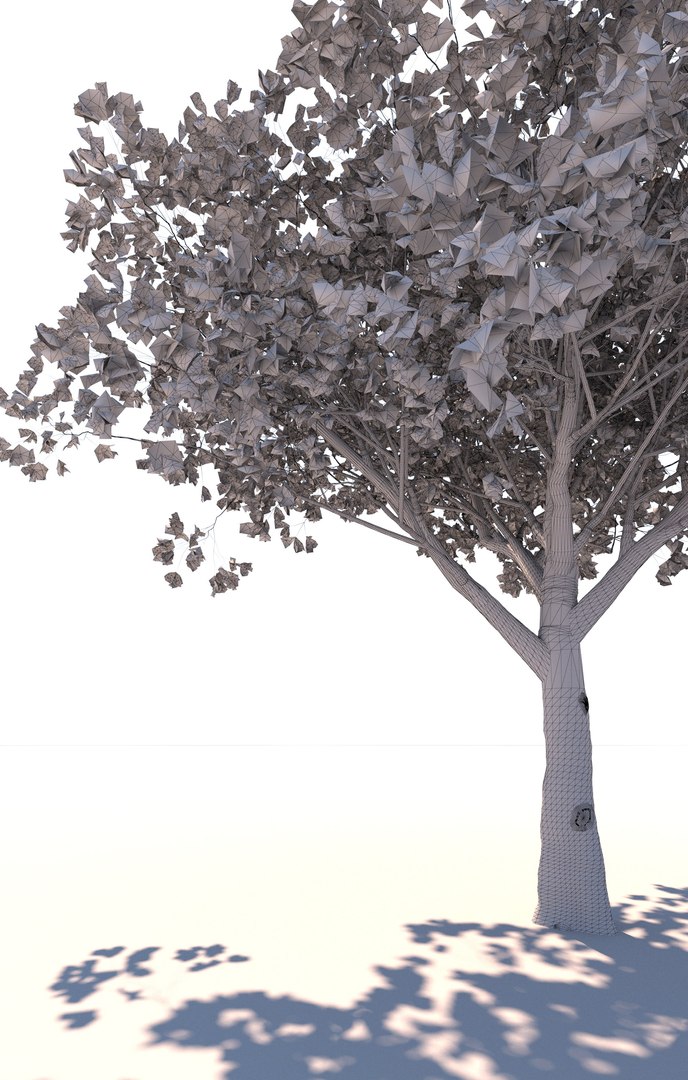 3D Cherry Tree Flowering Prunus Avium D Model - TurboSquid 1779573