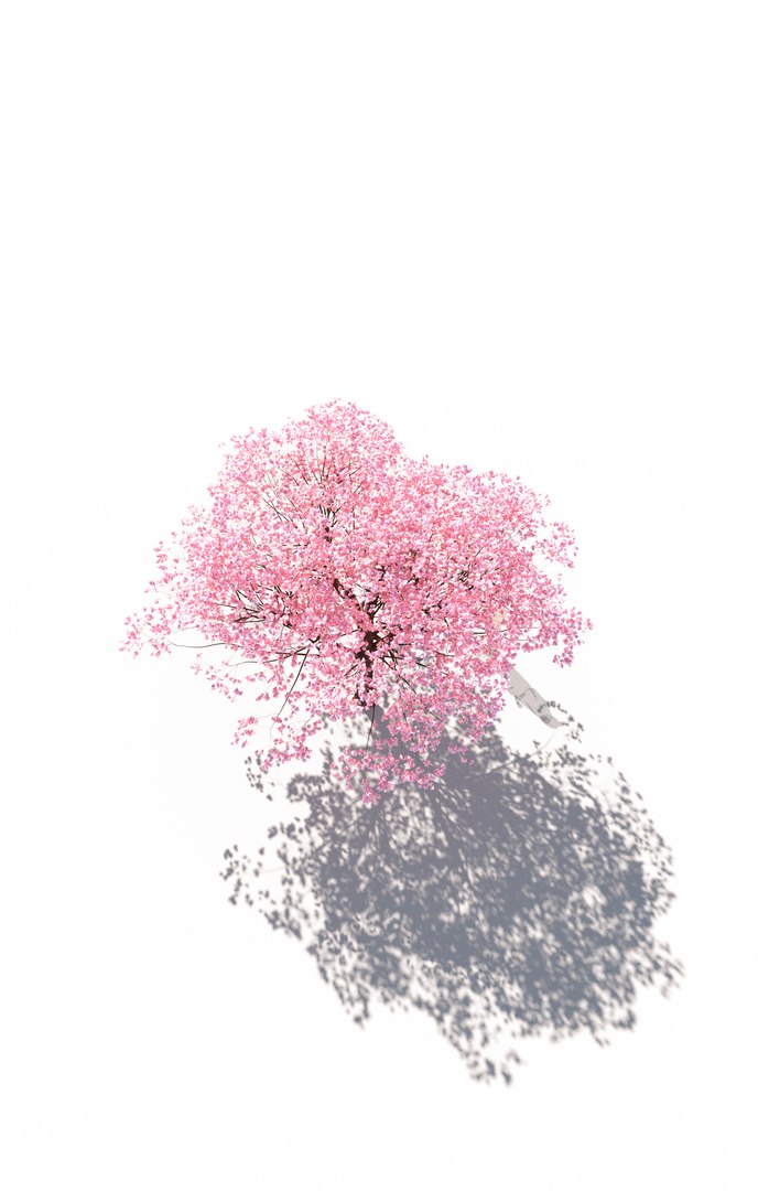 3D Cherry Tree Flowering Prunus Avium D Model - TurboSquid 1779573