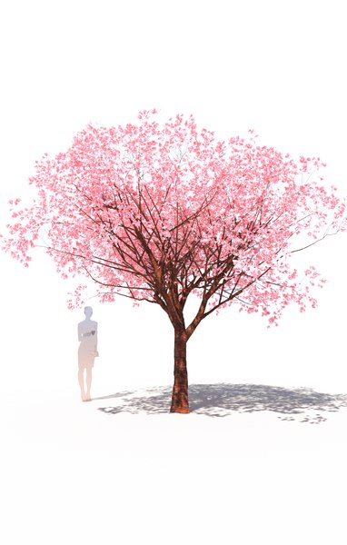 3D cherry tree flowering prunus avium D model - TurboSquid 1779573