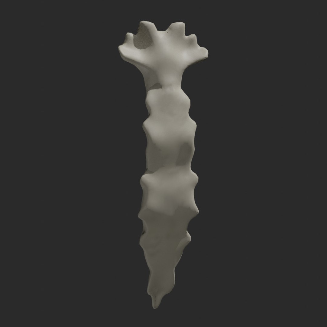 Sternum 3D Model - TurboSquid 1882131