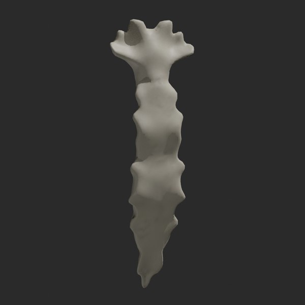 Sternum 3D model - TurboSquid 1882131