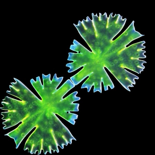 protist diatom ocean 3d model