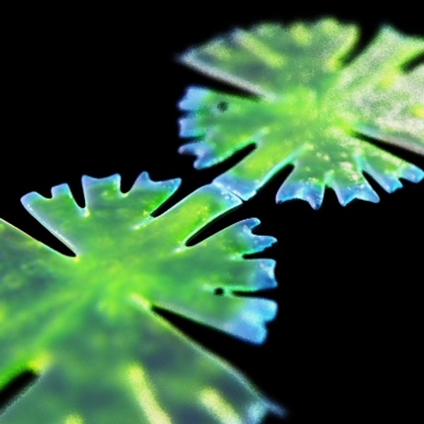 protist diatom ocean 3d model