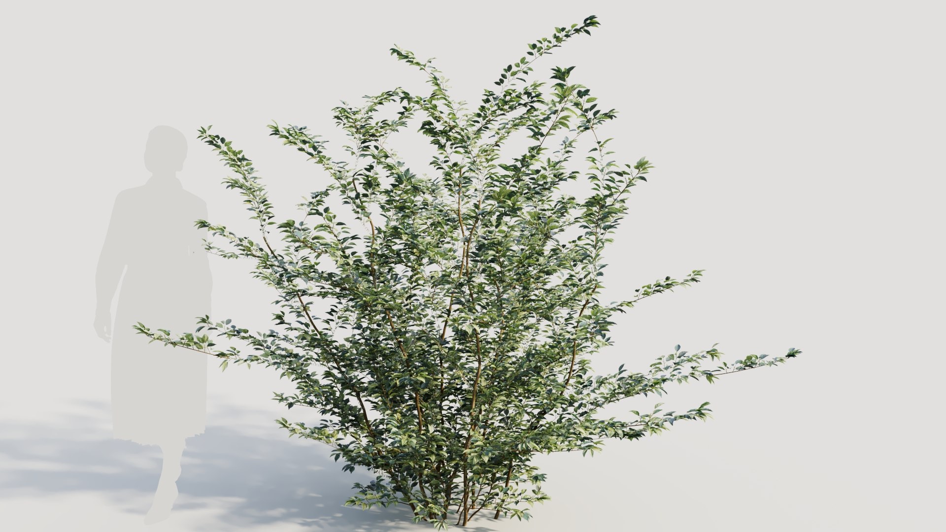 Cotoneaster Francheti B 3D Model - TurboSquid 2192959