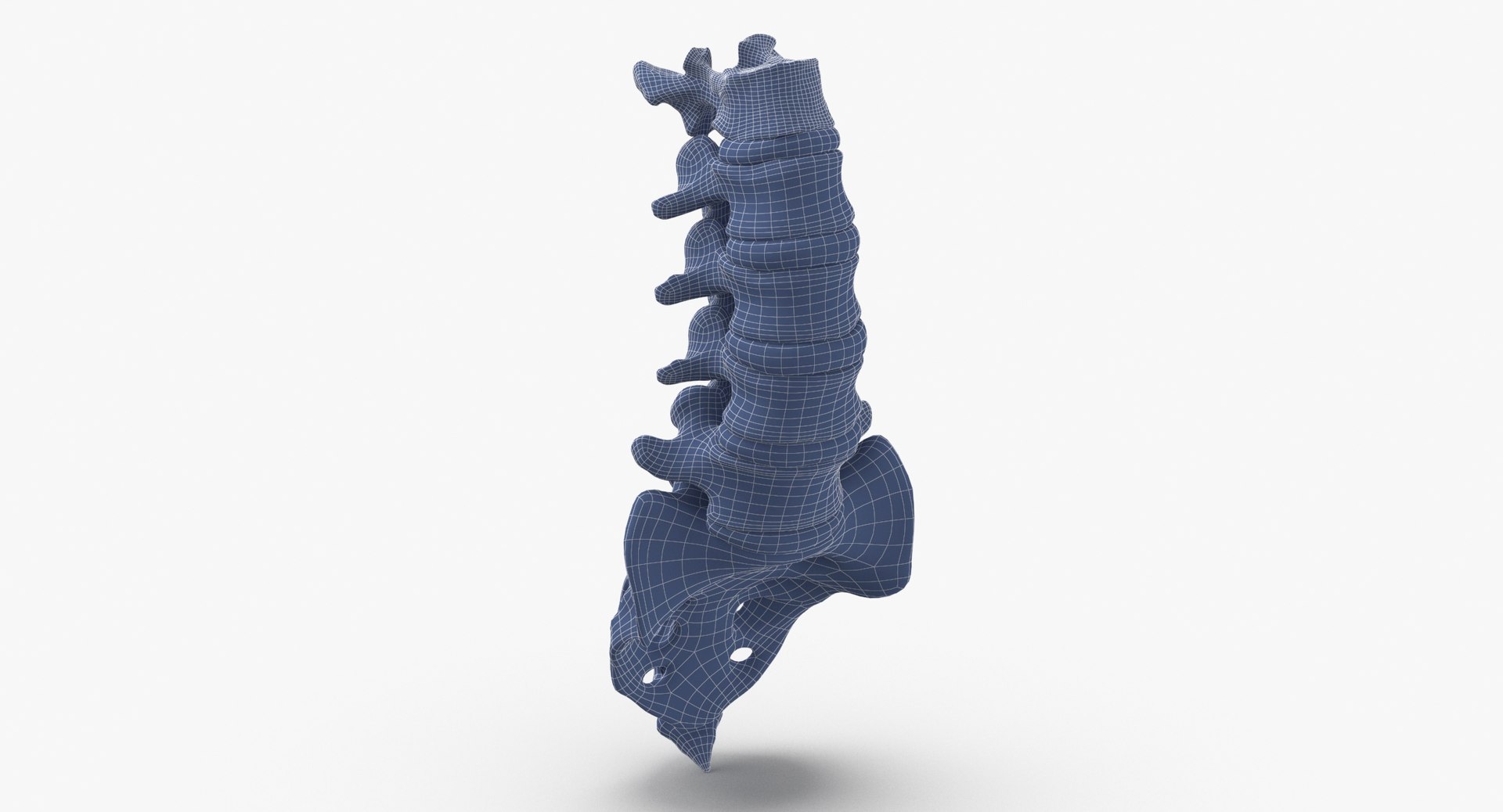 Real human lumbar sacrum model - TurboSquid 1639928