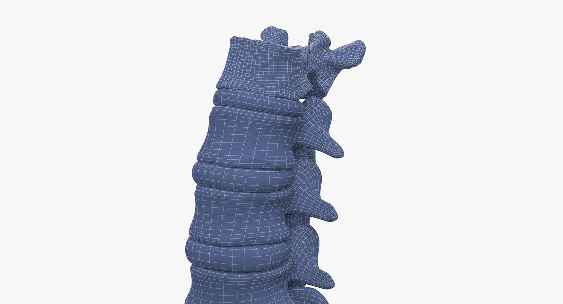 Real human lumbar sacrum model - TurboSquid 1639928