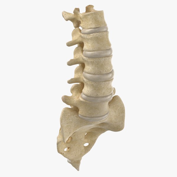 3D real human thoracic vertebrae model - TurboSquid 1639921
