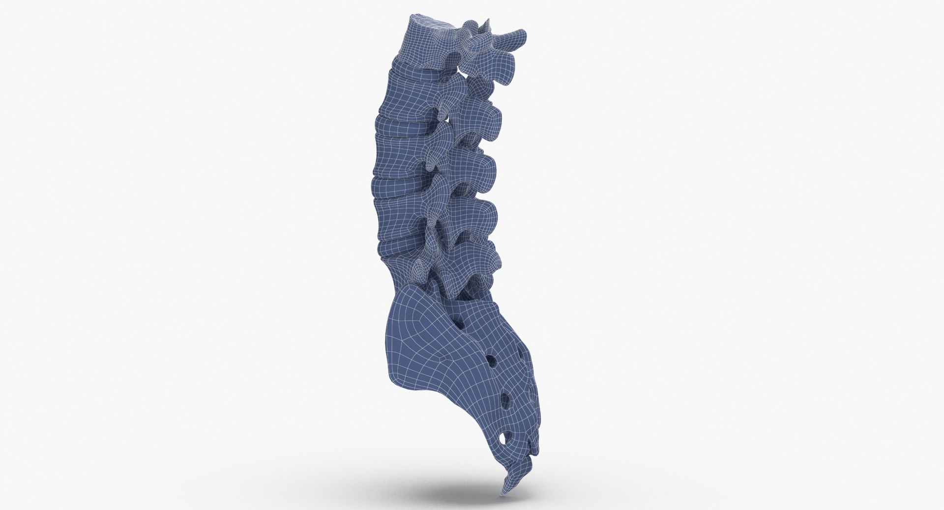 Real human lumbar sacrum model - TurboSquid 1639928