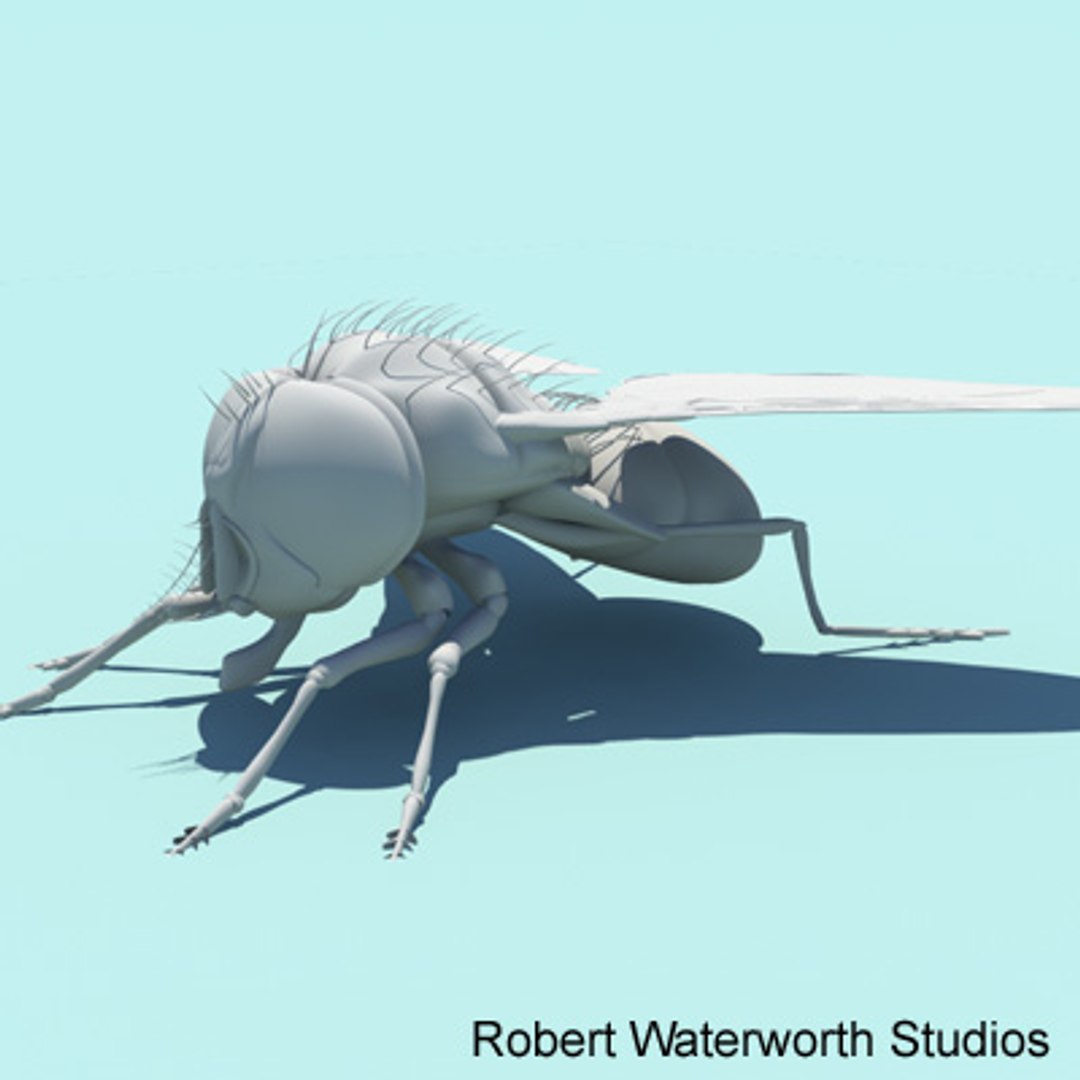 Maya Blowfly Fly