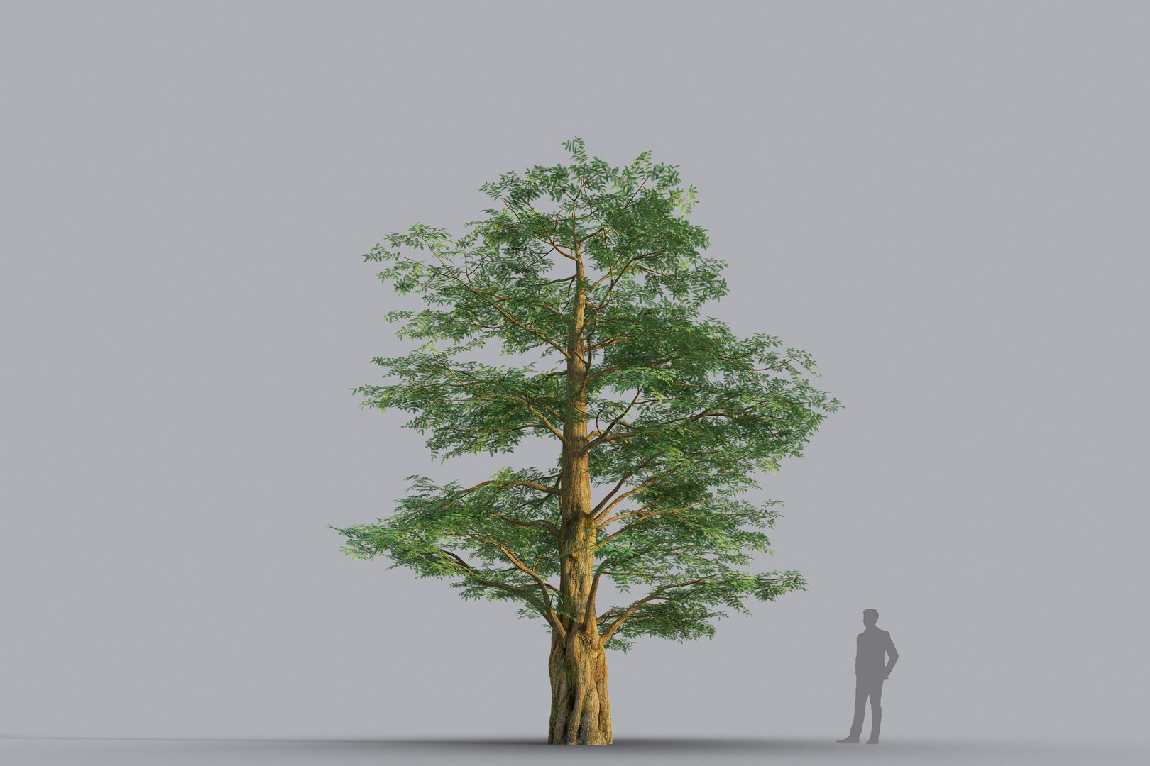 3D Model Scanlabz Photoscanned Dawn Redwood Trees Plants - TurboSquid ...