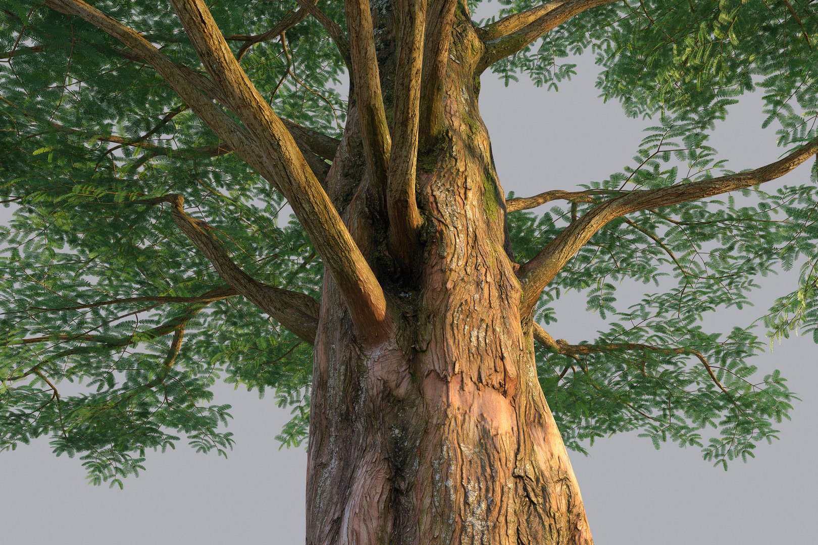 3D Model Scanlabz Photoscanned Dawn Redwood Trees Plants - TurboSquid ...