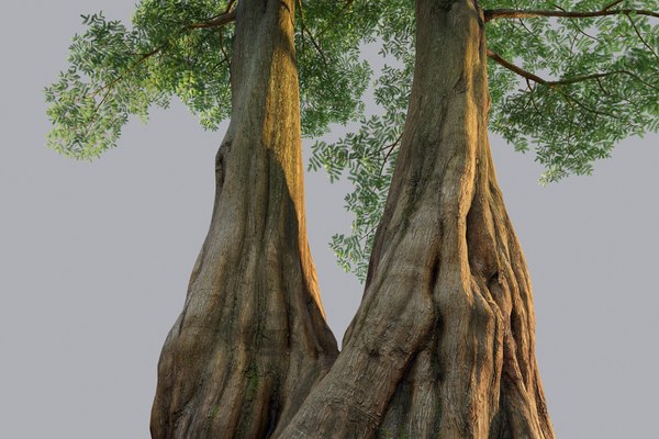 3D model Scanlabz Photoscanned Dawn Redwood Trees Plants - TurboSquid ...