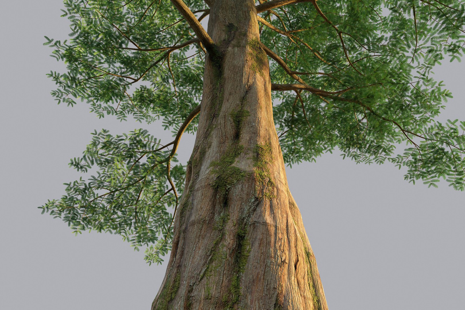 3D Model Scanlabz Photoscanned Dawn Redwood Trees Plants - TurboSquid ...