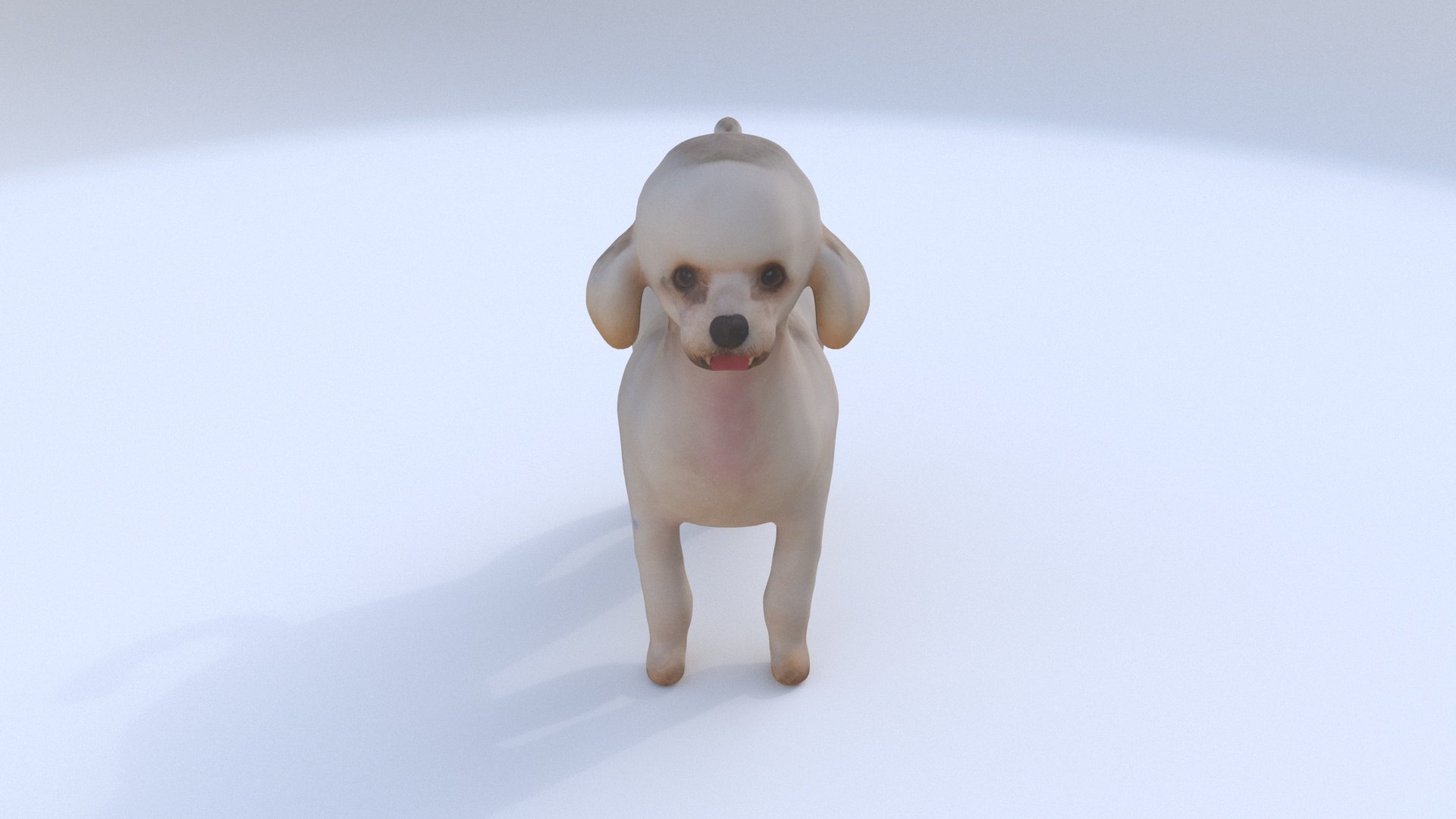 Poodle 3D Model - TurboSquid 2333763
