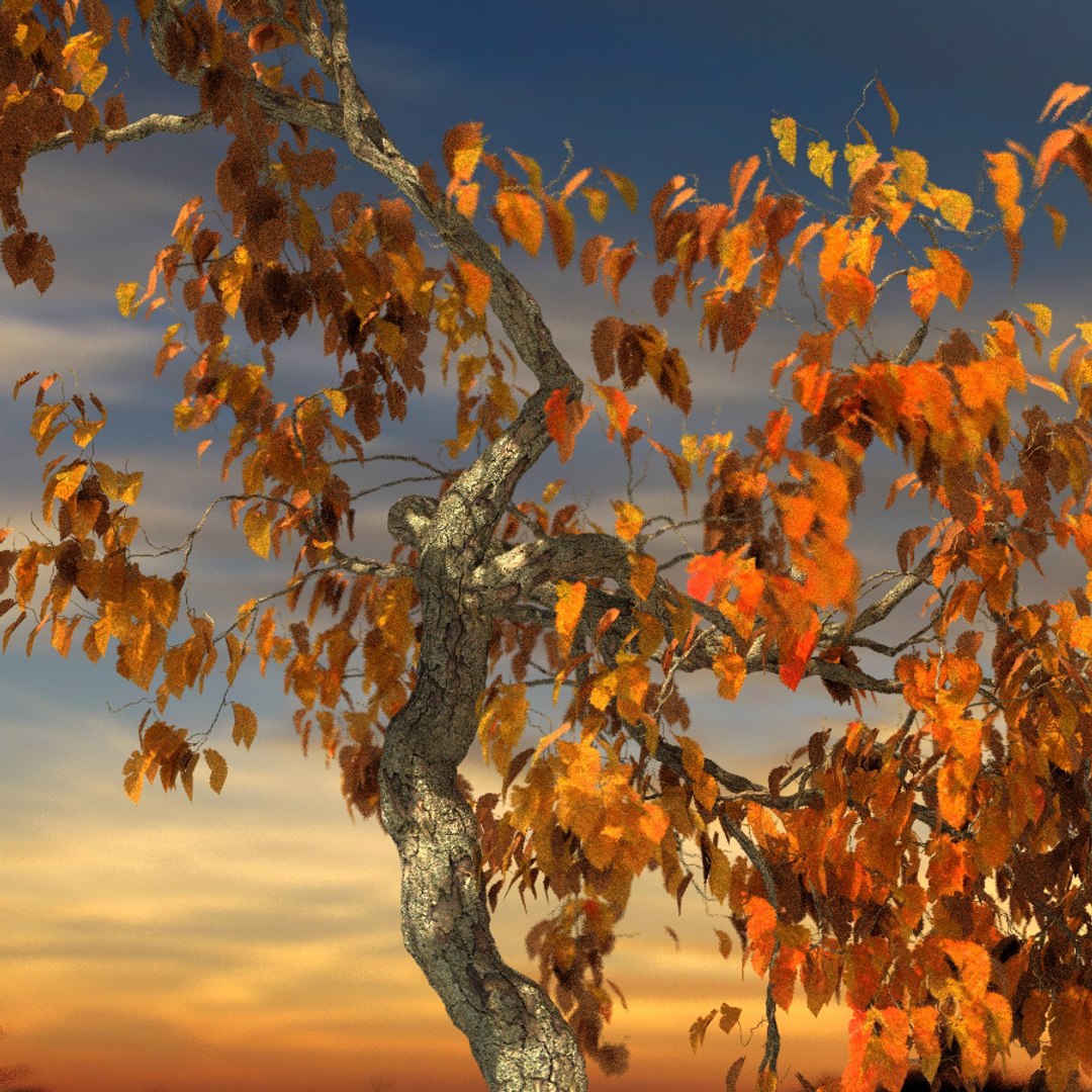 Broadleaf Leaf Tree Max