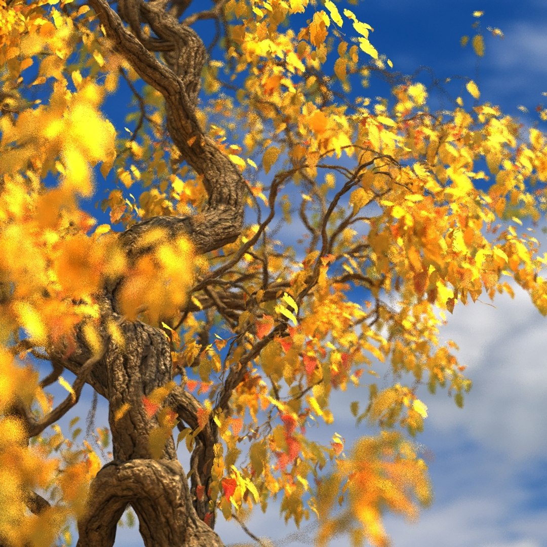 Broadleaf Leaf Tree Max