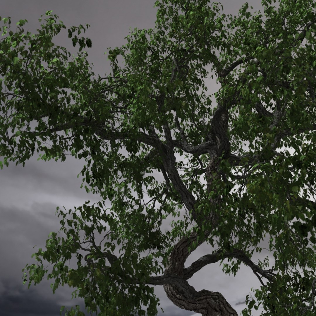 Broadleaf Leaf Tree Max