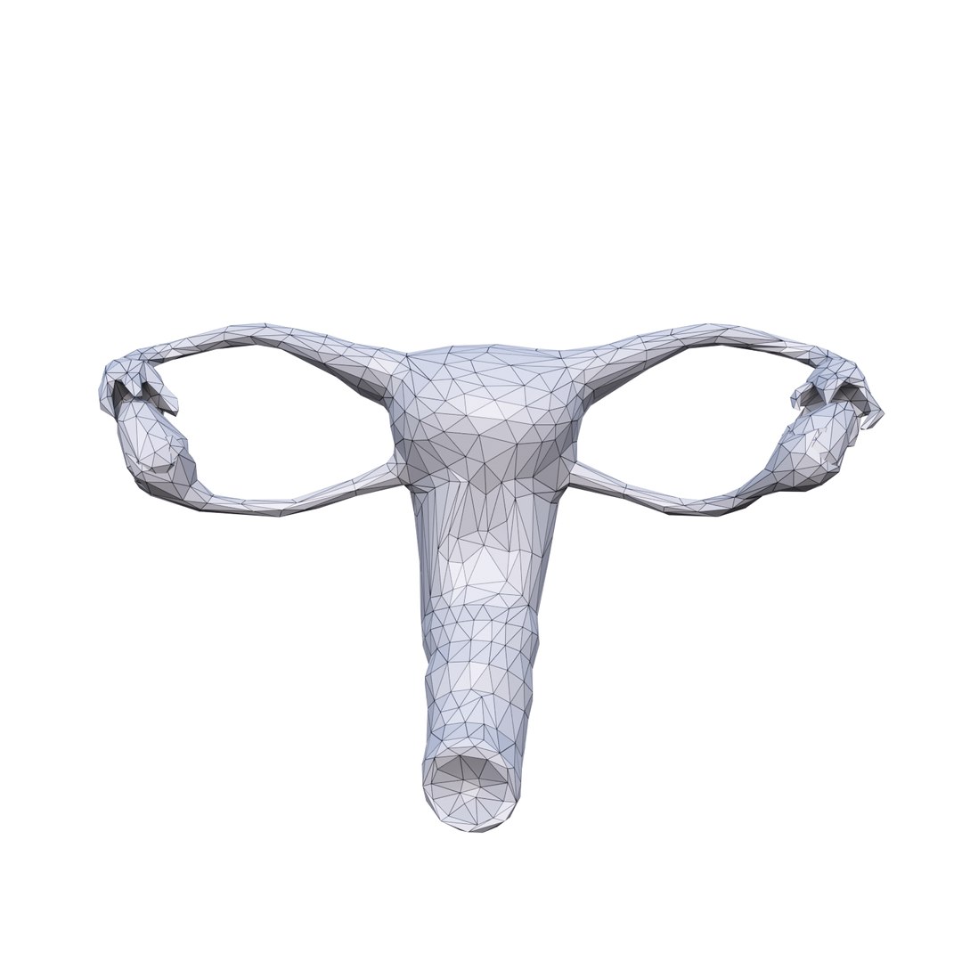 3D Female Reproductive Model - TurboSquid 1258625