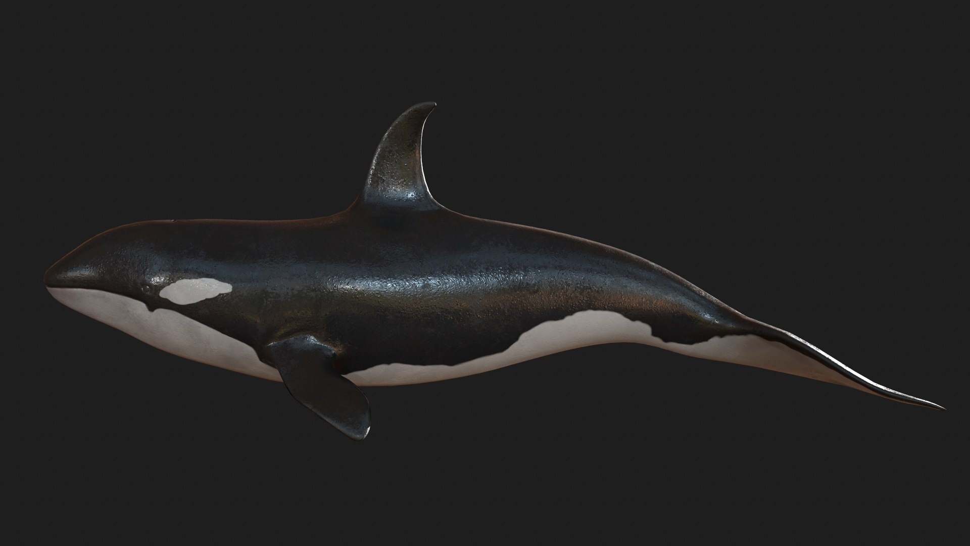 Orca Whale Model - TurboSquid 1714027