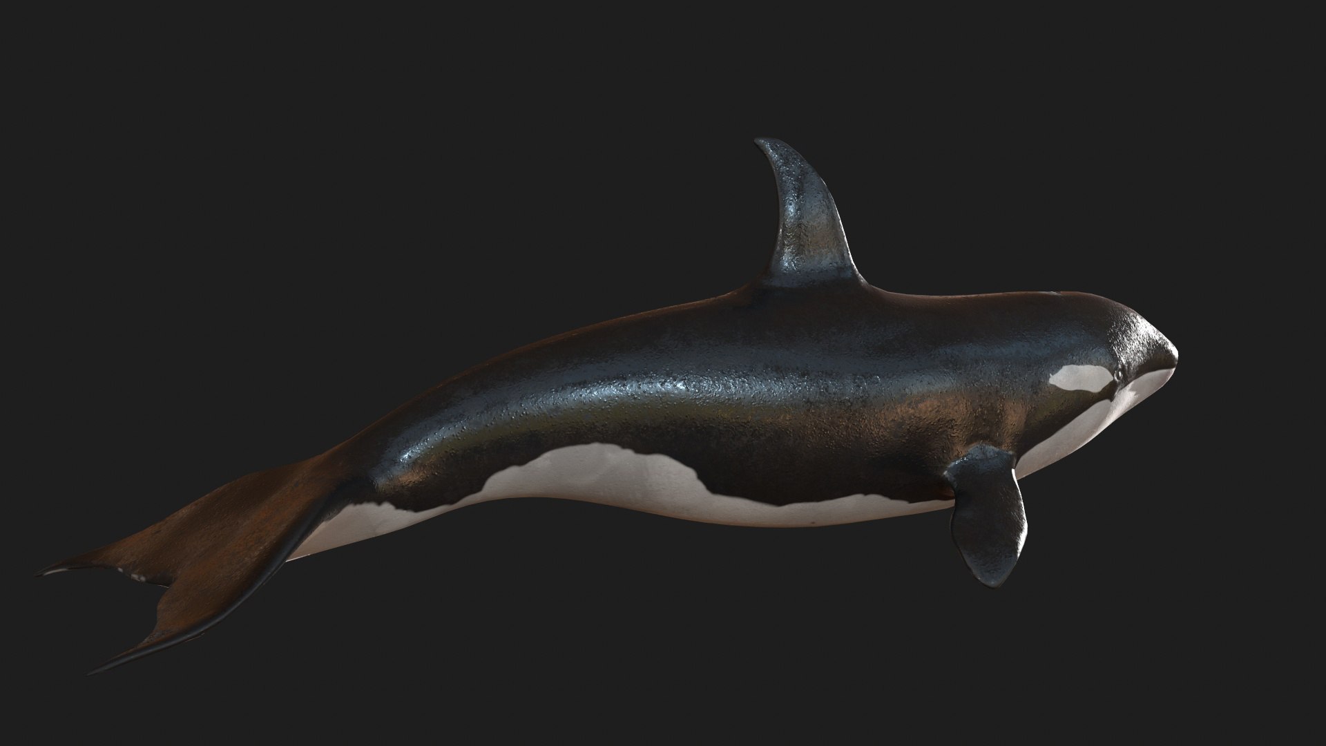Orca Whale Model - TurboSquid 1714027